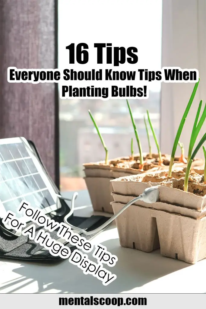 16 Tips Everyone Should Know Tips When Planting Bulbs! - Mental Scoop