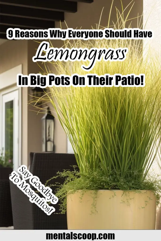 9 Reasons Why Everyone Should Have Lemongrass In Big Pots On Their ...