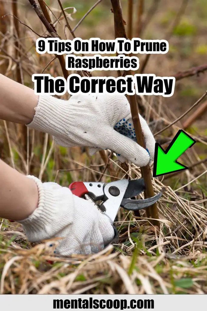 9 Tips On How To Prune Raspberries The Correct Way - Mental Scoop
