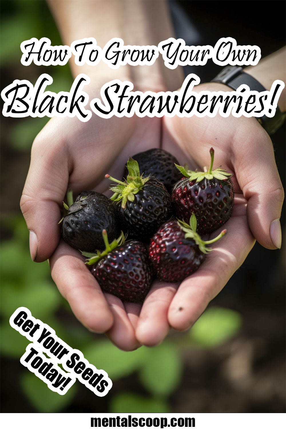 How To Grow Your Own Black Strawberries! - Mental Scoop