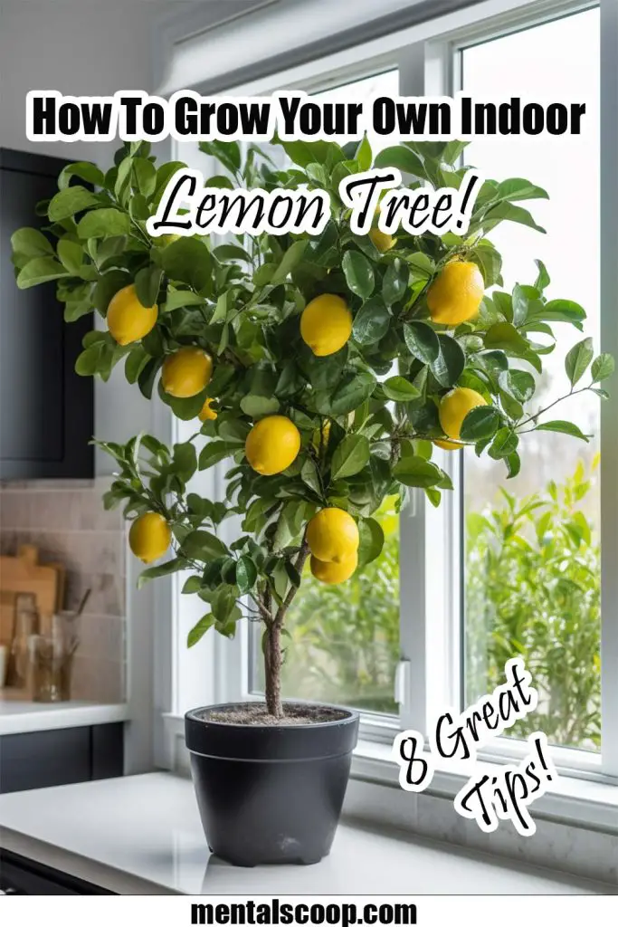 How To Grow Your Own Indoor Lemon Tree! - Mental Scoop