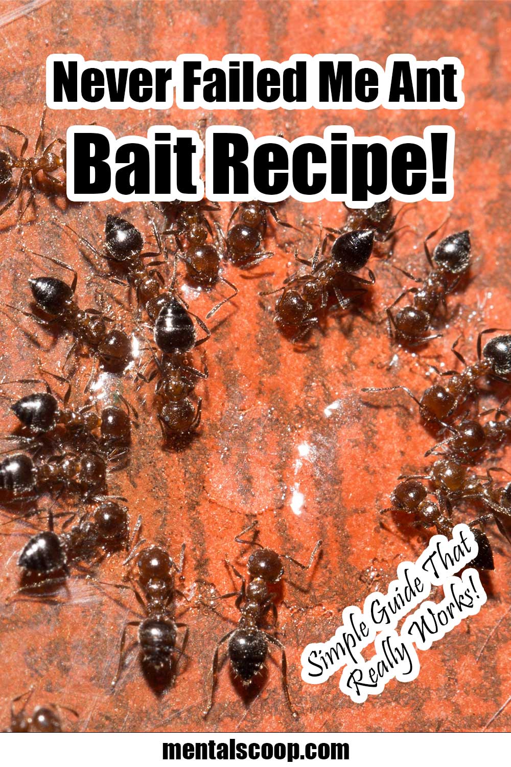 Never Failed Me Ant Bait Recipe! - Mental Scoop