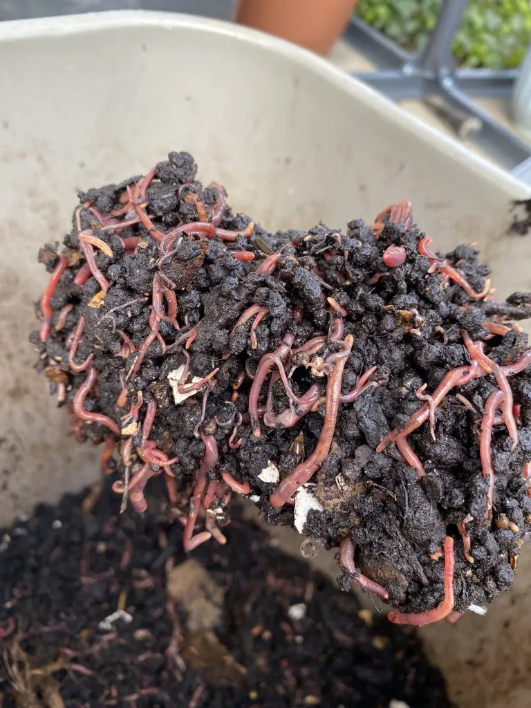 How To Make Your Own Worm Bin And Why You Need One! - Mental Scoop