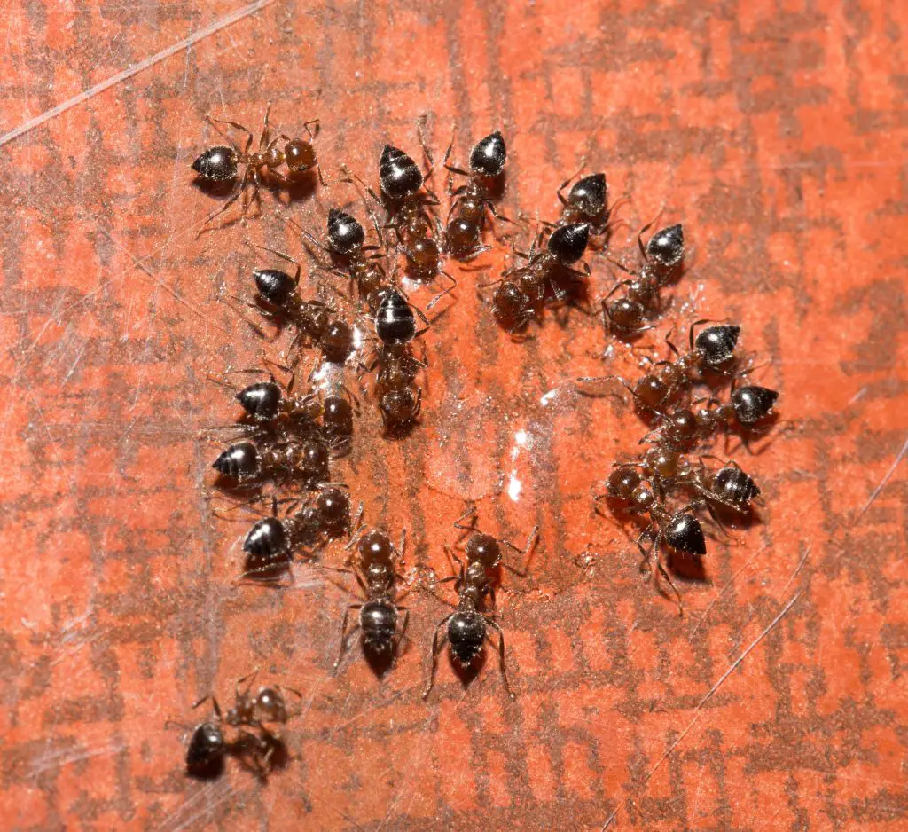 Never Failed Me Ant Bait Recipe! - Mental Scoop