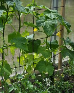 9 Ways To Support Your Cucumbers! - Mental Scoop