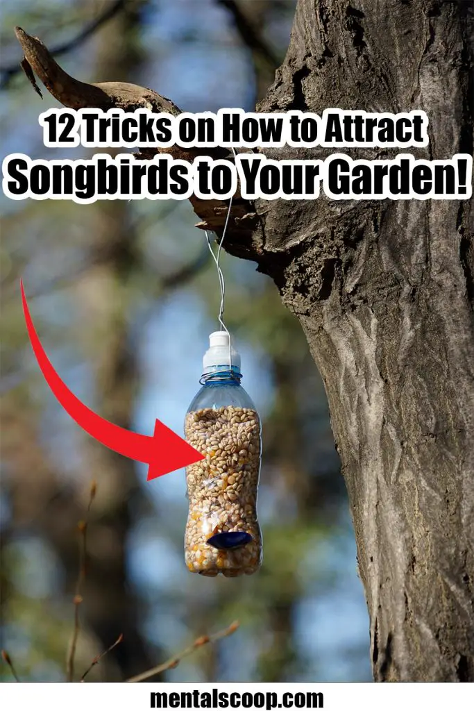 12 Tricks on How to Attract Songbirds to Your Garden - Mental Scoop