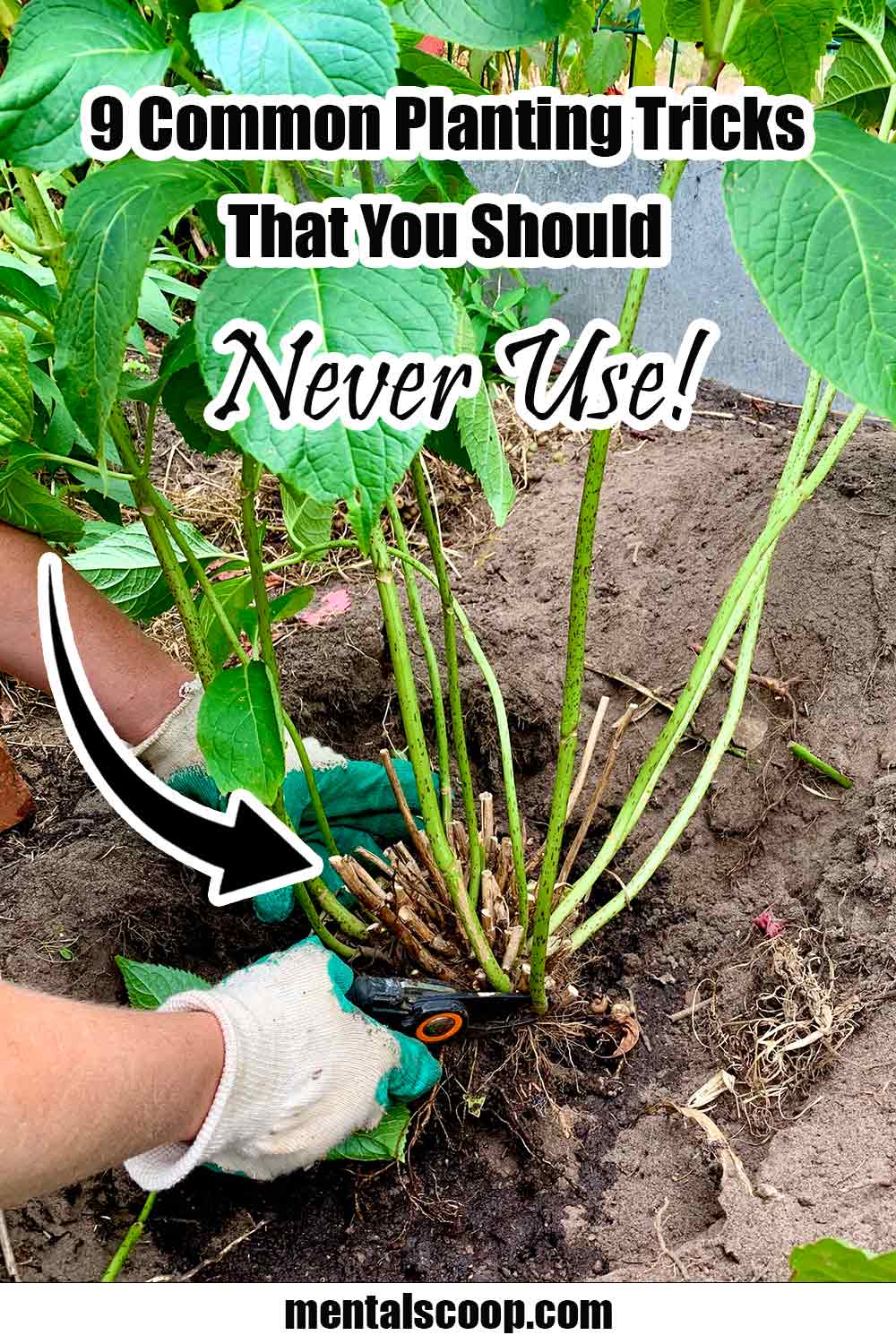 9 Common Planting Tricks That You Should Never Use! - Mental Scoop