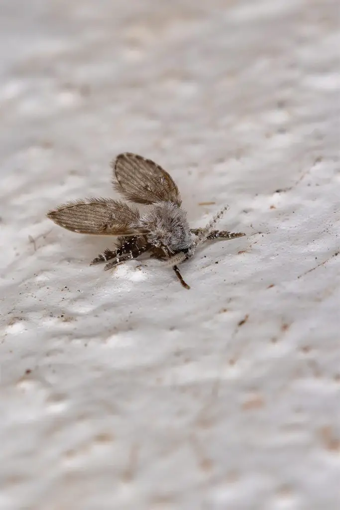 How To Get Rid Of Drain Flies Forever, Before it's Too Late! - Mental Scoop