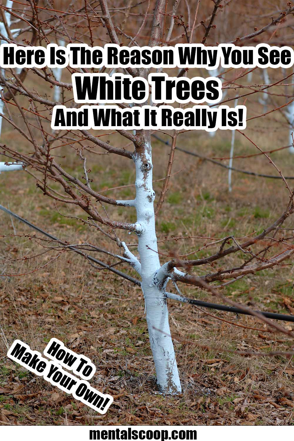 Here Is The Reason Why You See White Trees And What It Really Is ...