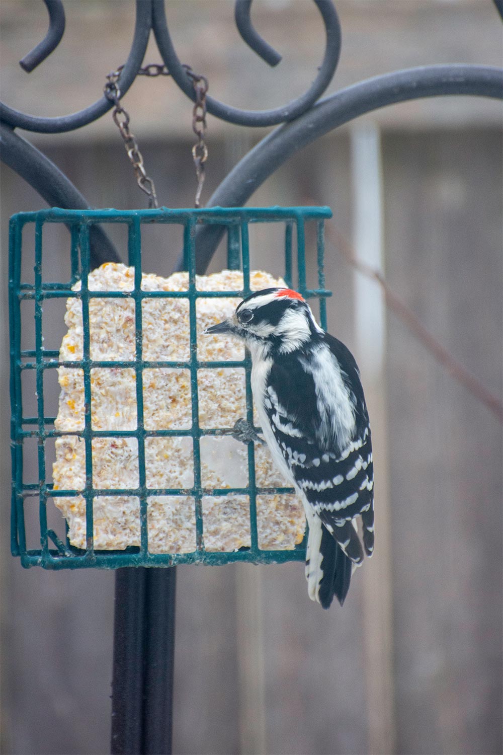 defalt-how-To-Make-Your-Own-No-Melt-Suet - Mental Scoop