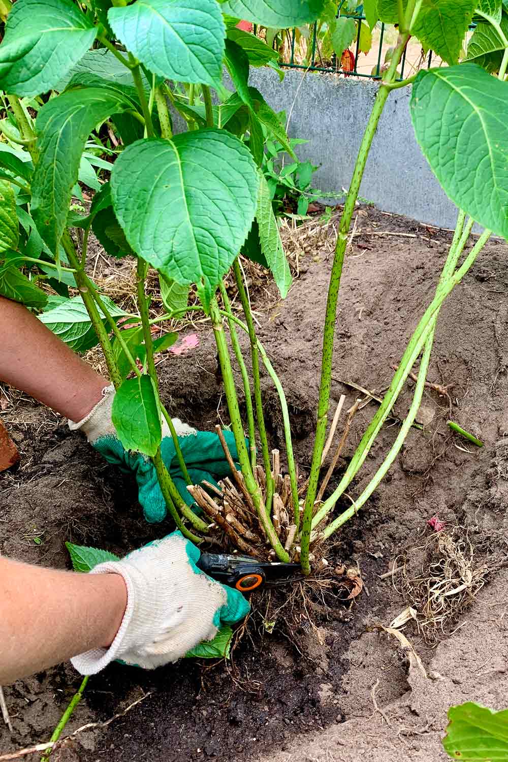 9 Common Planting Tricks That You Should Never Use! - Mental Scoop