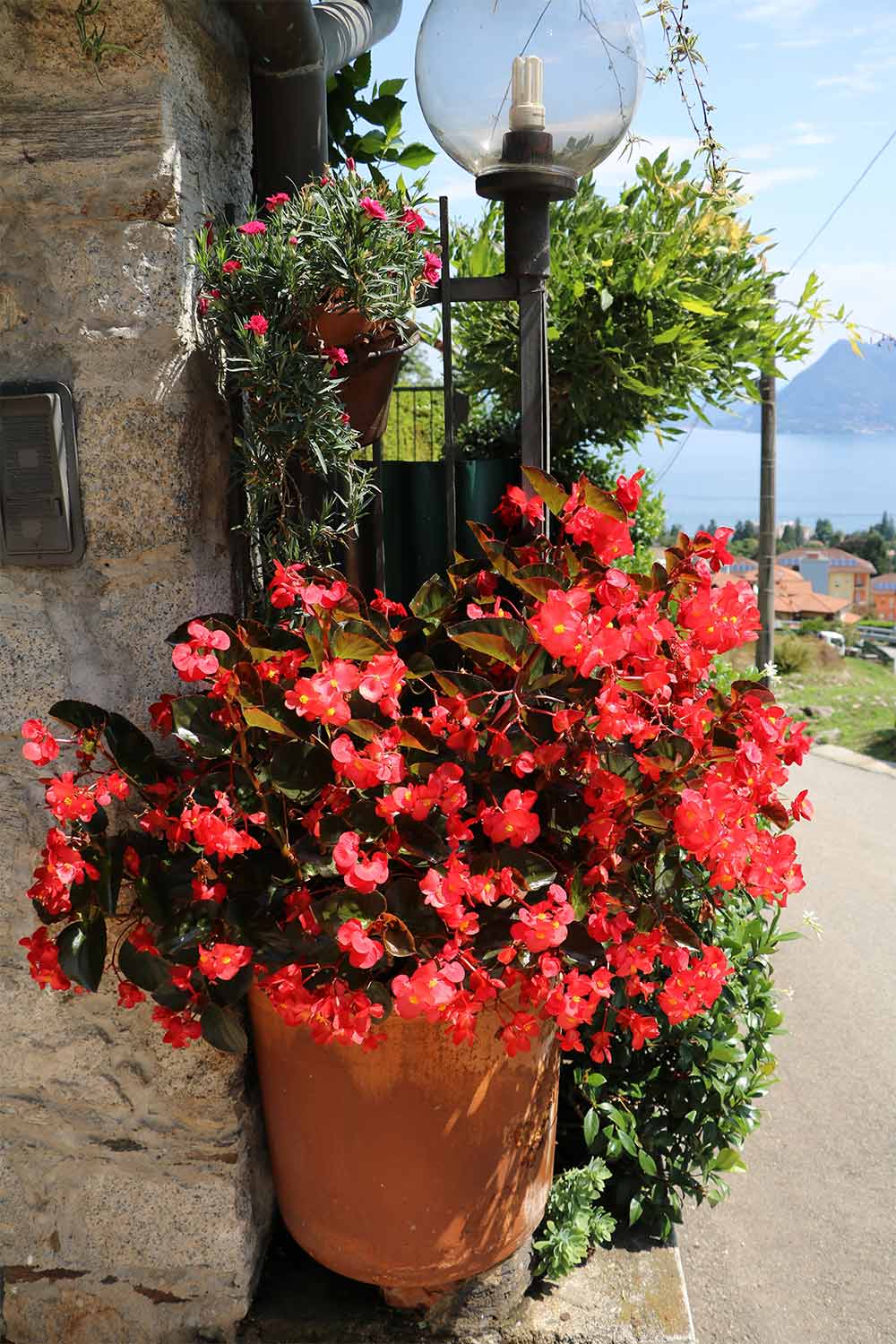 How To Prune A Begonia The Correct Way! - Mental Scoop