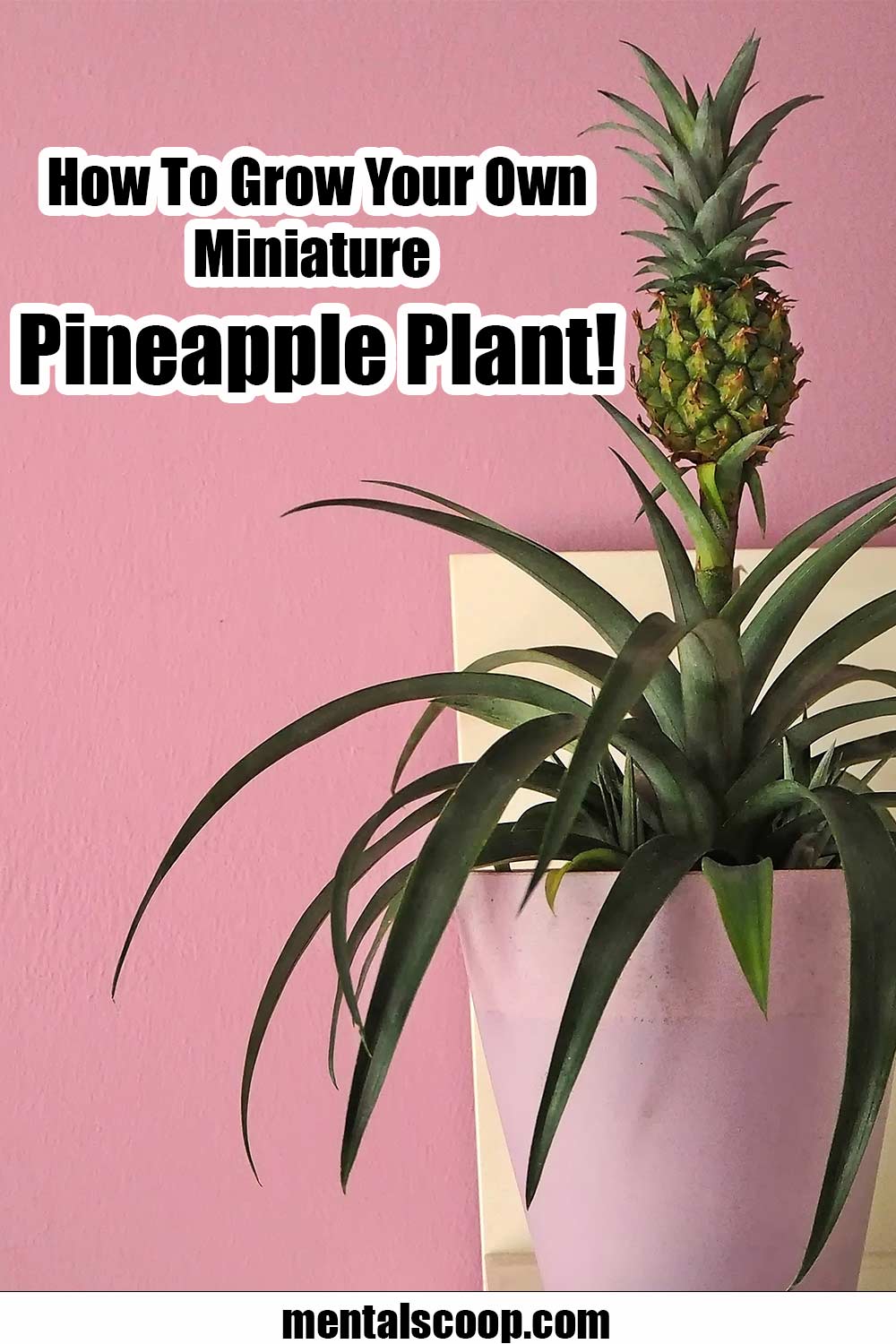 How To Grow Your Own Miniature Pineapple Plant! - Mental Scoop