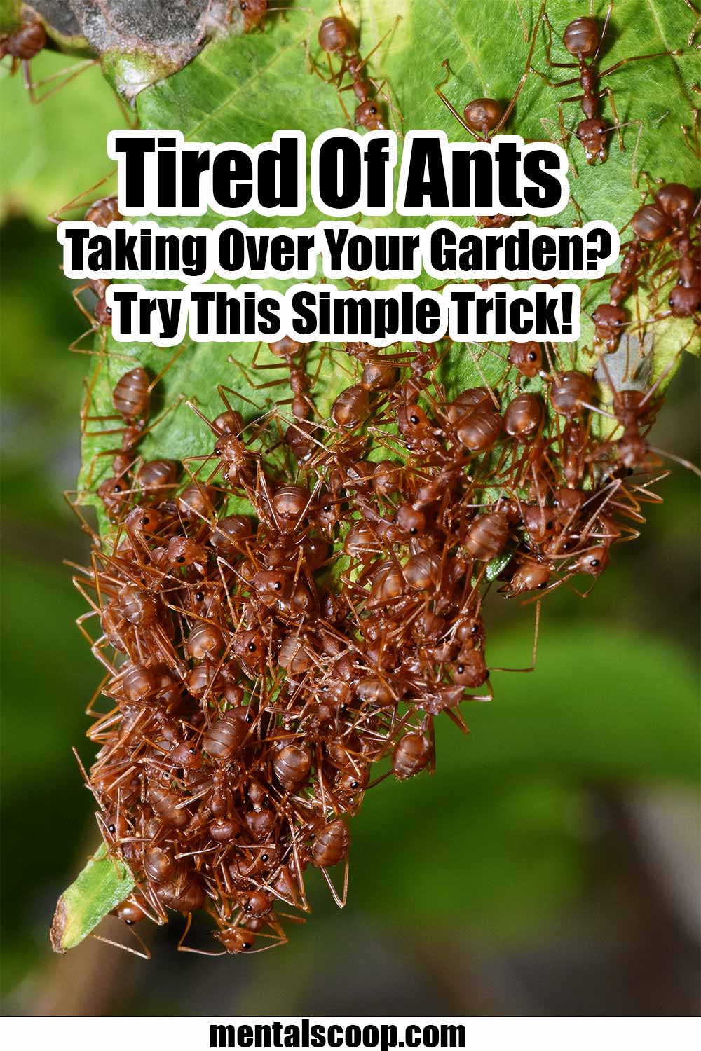 Tired Of Ants Taking Over Your Garden? Try This Simple Trick! - Mental ...