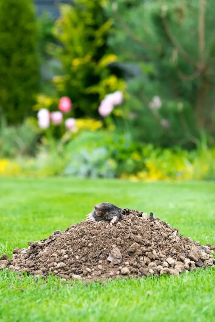 12 Plants That Repel Moles! Keeps Them Out Your Yard For Good! - Mental ...