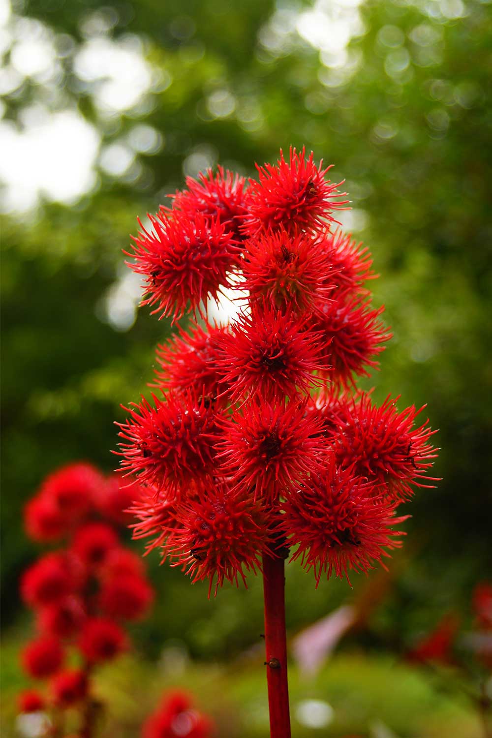 USA Poisonous Plants: The Dangerous Plants Lurking In Plain Sight ...