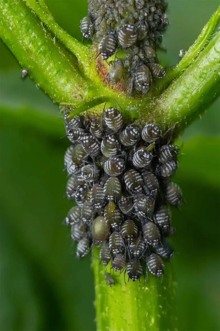 9 Pests You Should Watch Out for on Your Vegetables and How to Get Rid ...