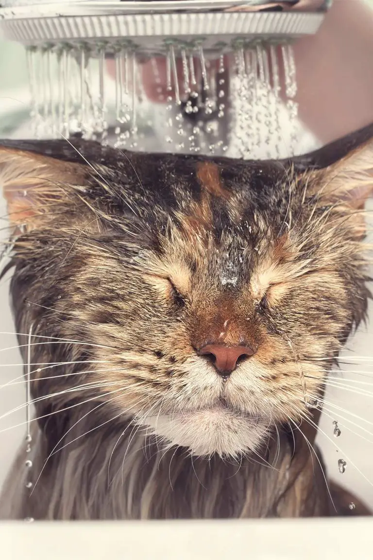 How To Clean Your Cat The Correct Way! - Mental Scoop