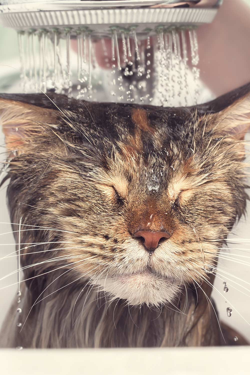 How To Clean Your Cat The Correct Way! - Mental Scoop