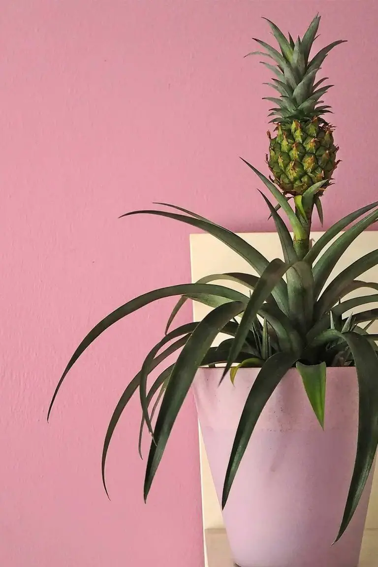 How To Grow Your Own Miniature Pineapple Plant! - Mental Scoop