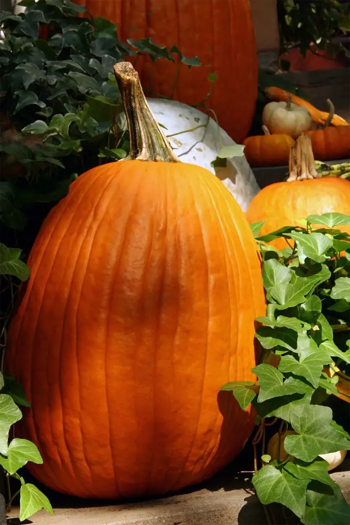 Increase Your Pumpkin Yield Ready For Halloween With This Natural DIY ...