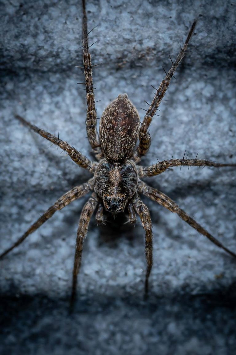 Why You Should Have Wolf Spiders In Your House And Garage And How To ...