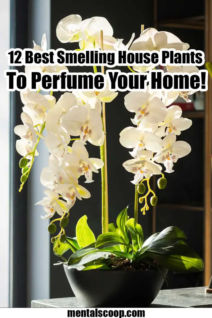 12 Best Smelling House Plants To Perfume Your Home! - Mental Scoop