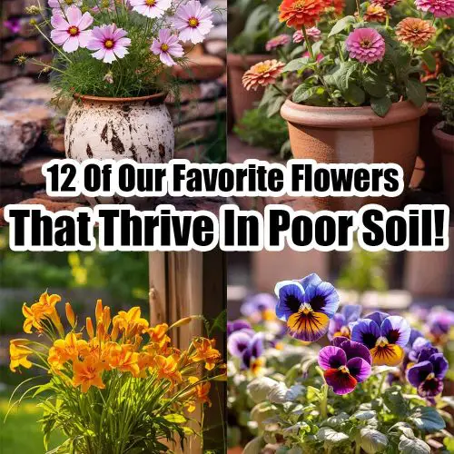 13 Edible Flowers That You Can Grow In Your Yard! - Mental Scoop