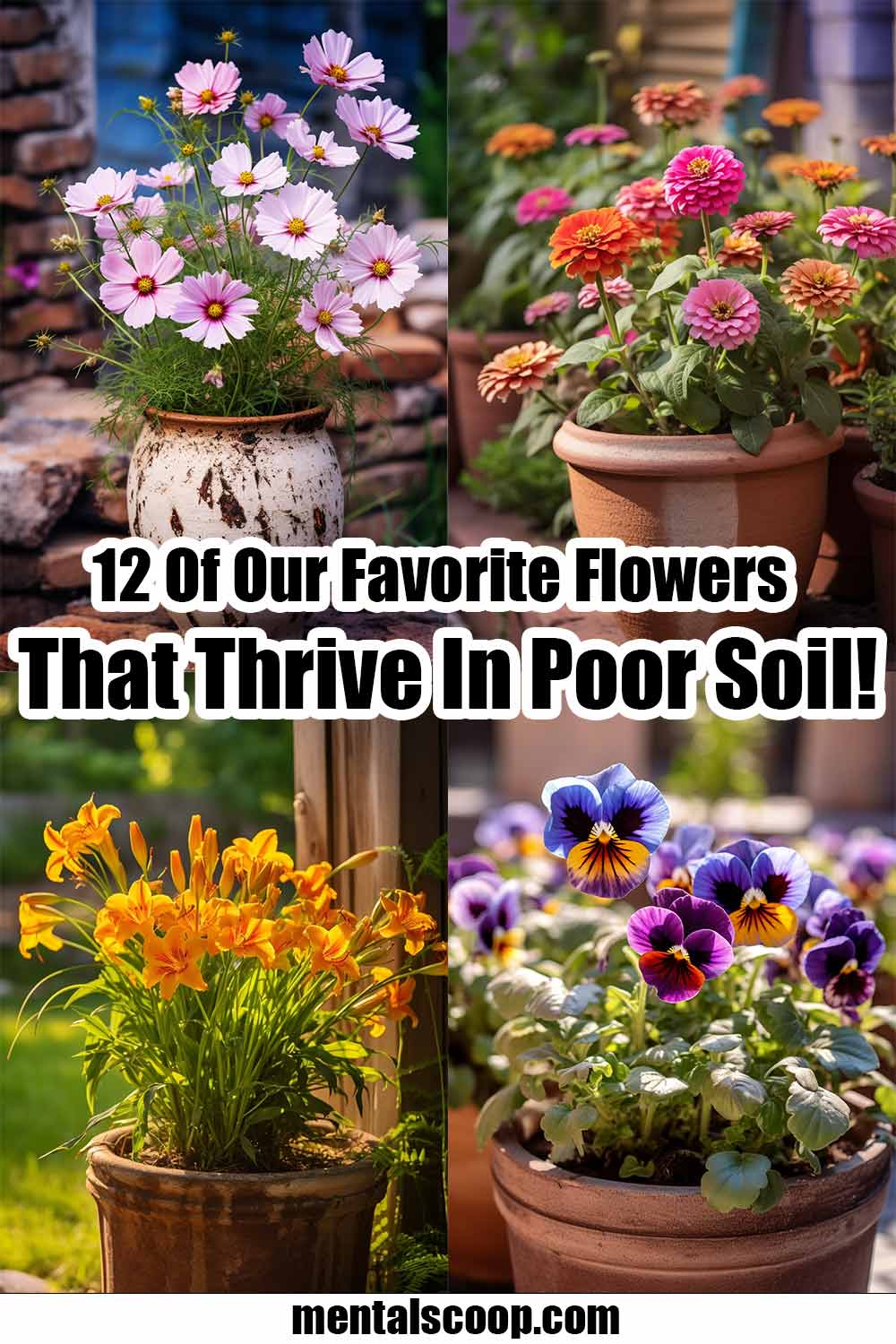 12 Of Our Favorite Flowers That Thrive In Poor Soil! - Mental Scoop