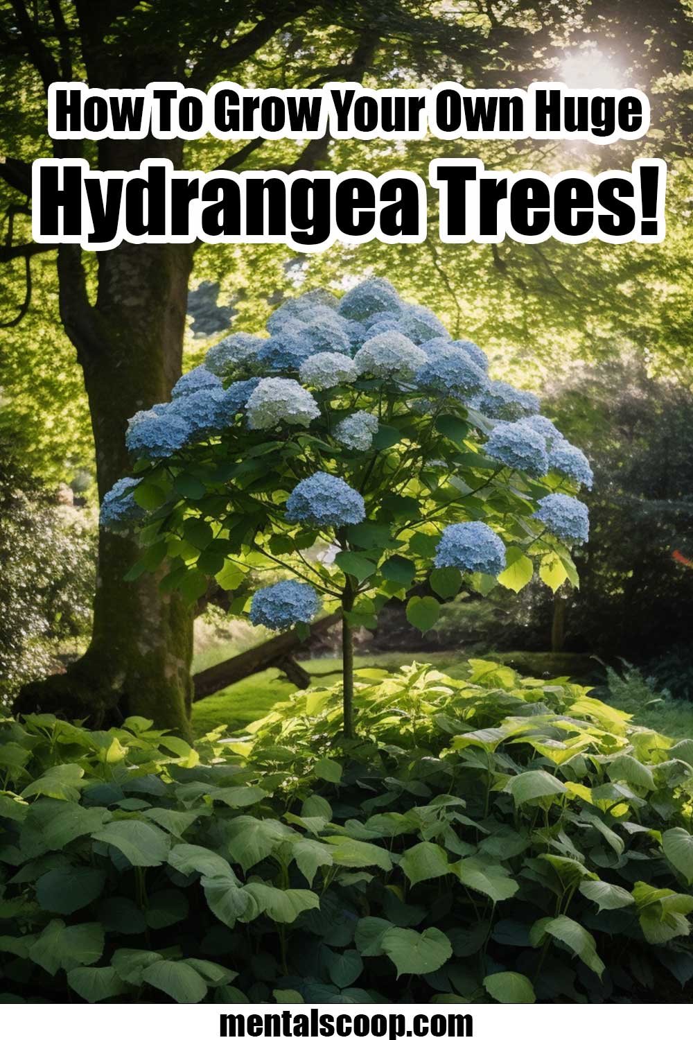 How To Grow Your Own Huge Hydrangea Trees! - Mental Scoop