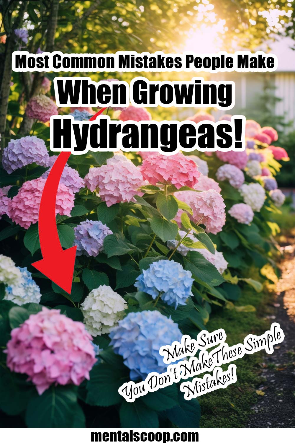 Most Common Mistakes People Make When Growing Hydrangeas! - Mental Scoop