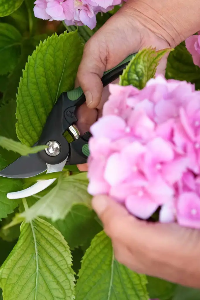 How To Take Hydrangea Cuttings In Late Summer! The Perfect Time ...