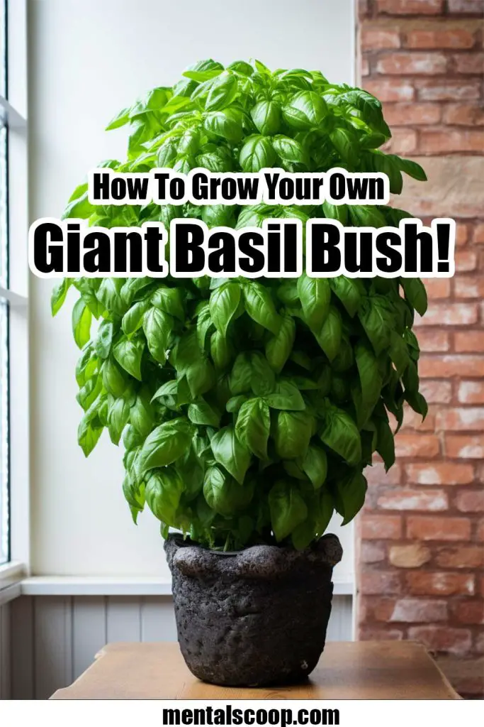 How To Grow Your Own Giant Basil Bush! - Mental Scoop
