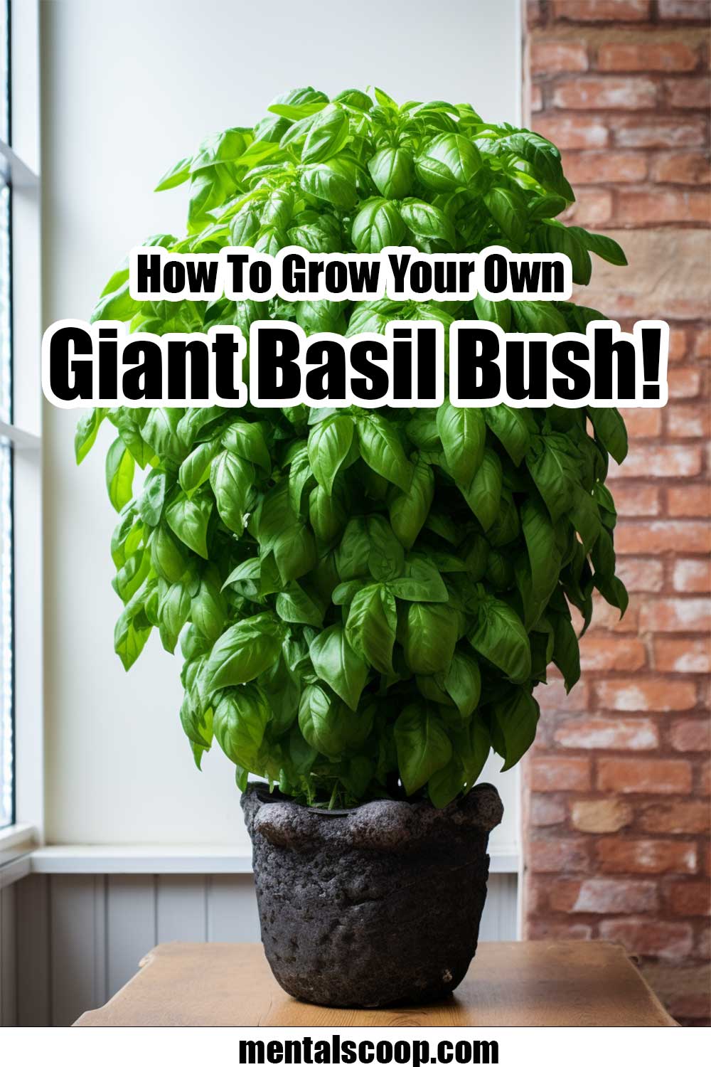 How To Grow Your Own Giant Basil Bush! - Mental Scoop