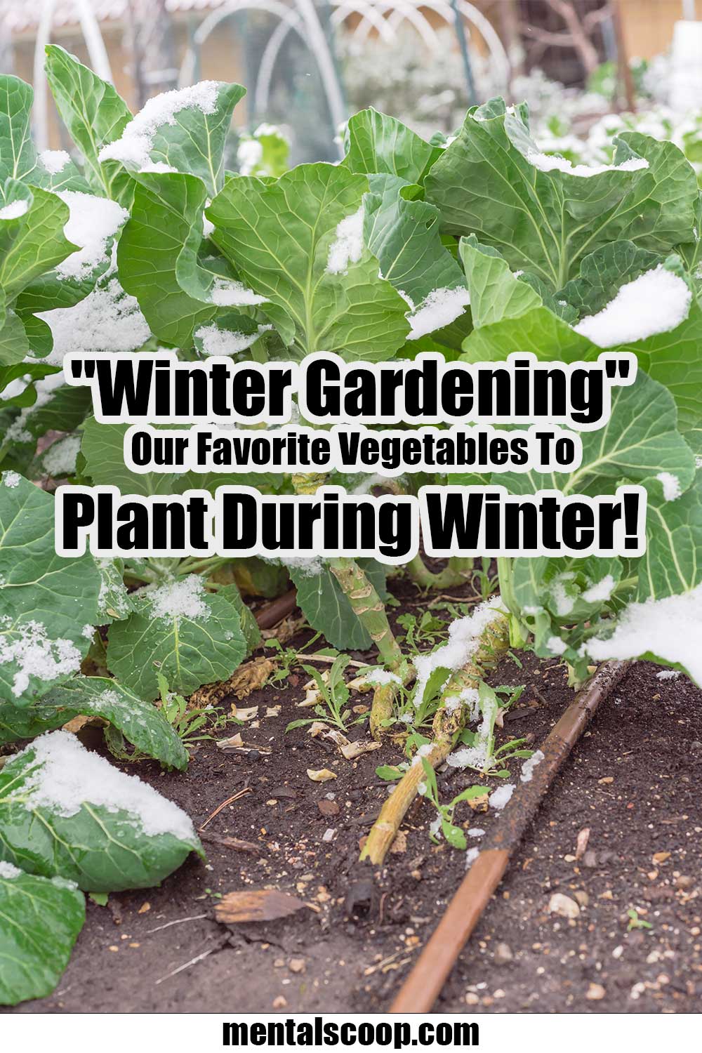"Winter Gardening" Our Favorite Vegetables To Plant During Winter ...