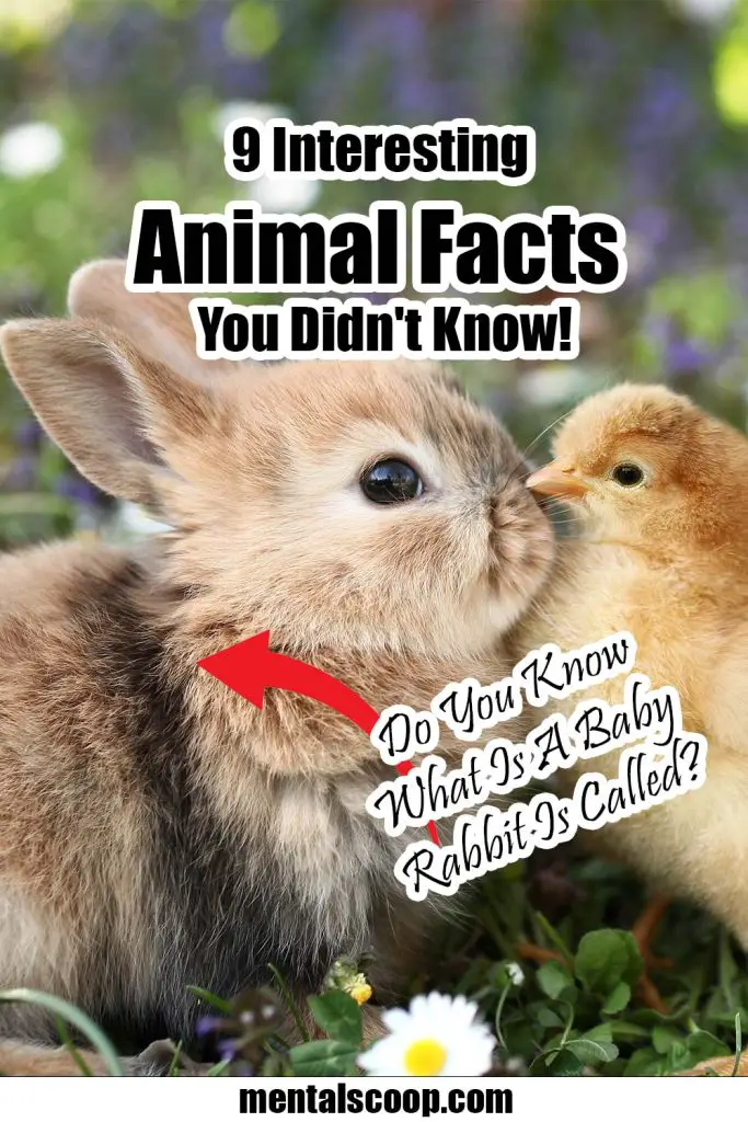 9 Interesting Animal Facts You Didn't Know! - Mental Scoop