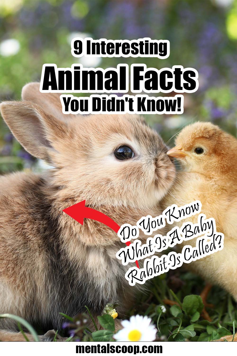 9 Interesting Animal Facts You Didn't Know! - Mental Scoop