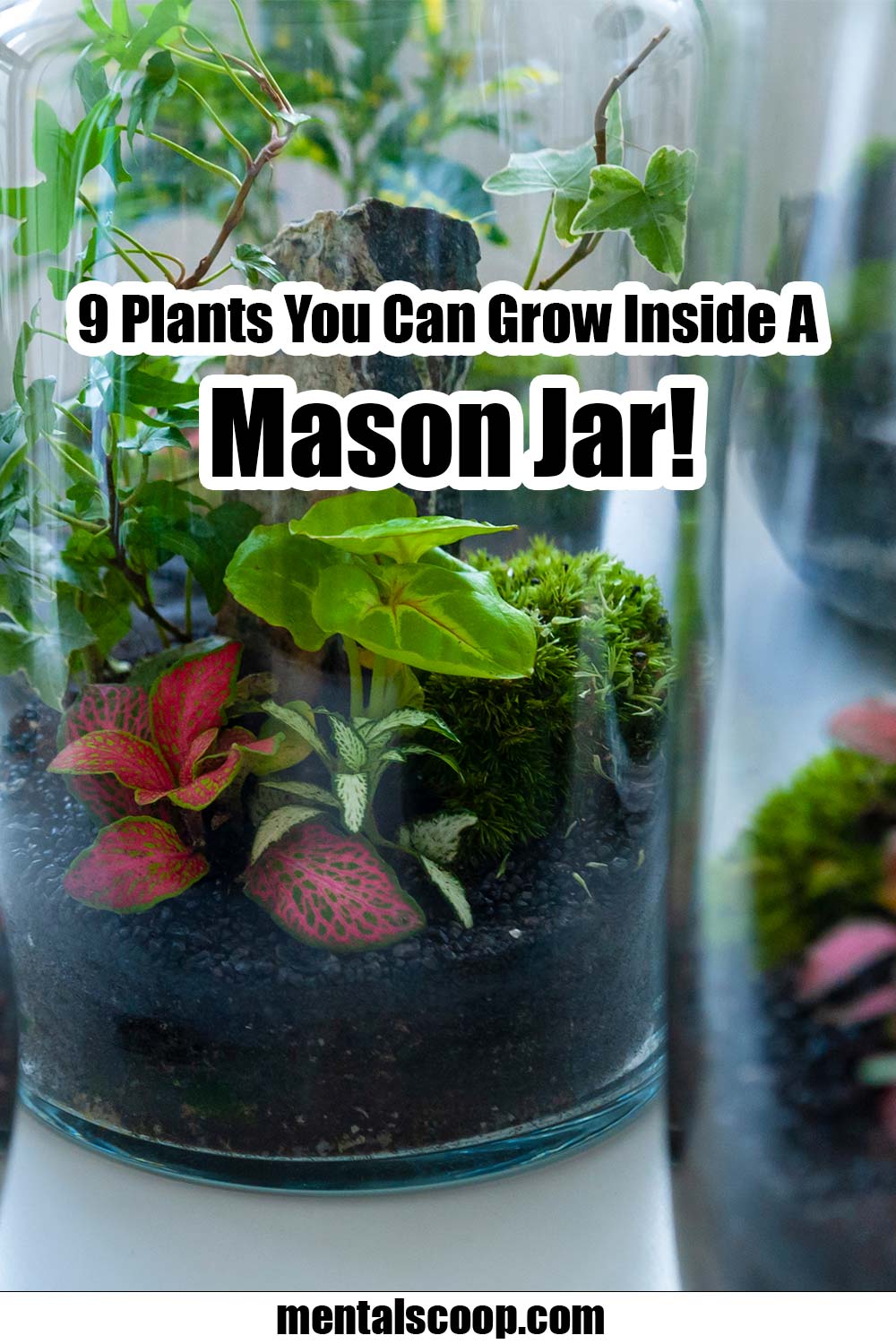 9 Plants You Can Grow Inside A Mason Jar - Mental Scoop