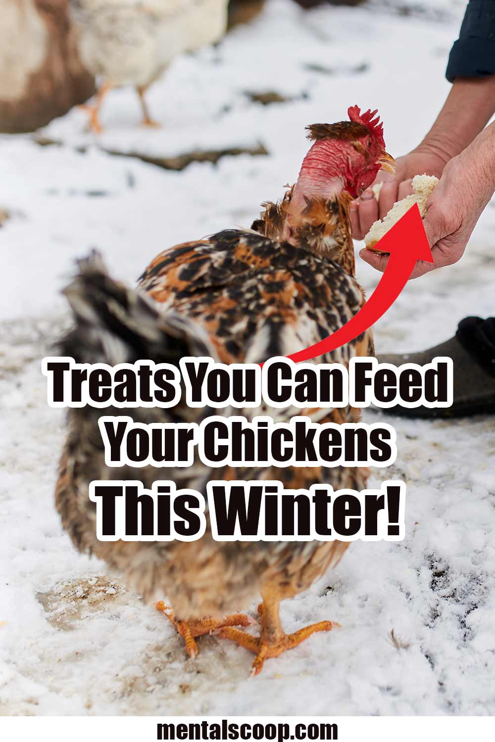 Treats You Can Feed Your Chickens This Winter! - Mental Scoop