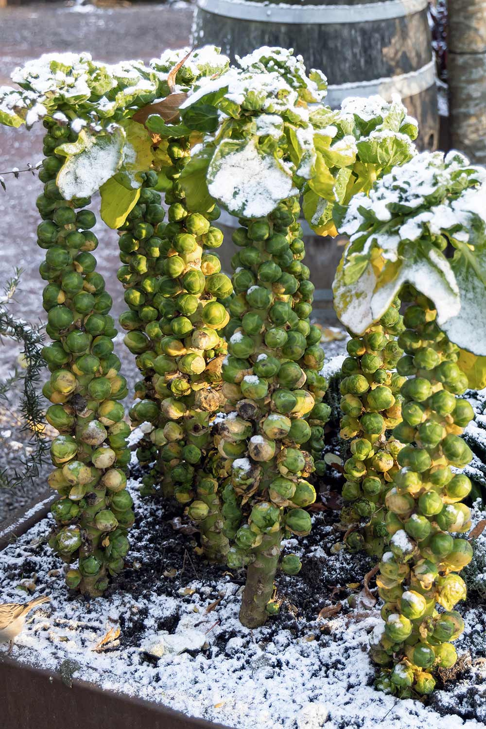 default-12-Vegetables-That-You-Can-Grow-All-Year-Round - Mental Scoop