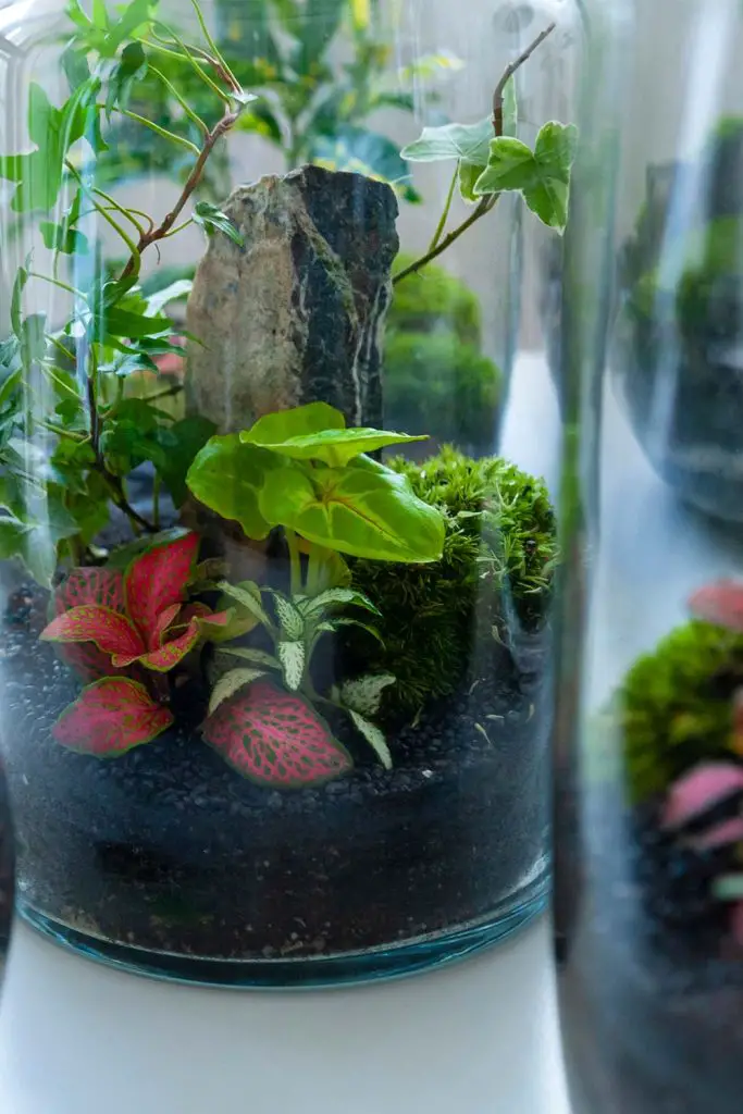 9 Plants You Can Grow Inside A Mason Jar - Mental Scoop