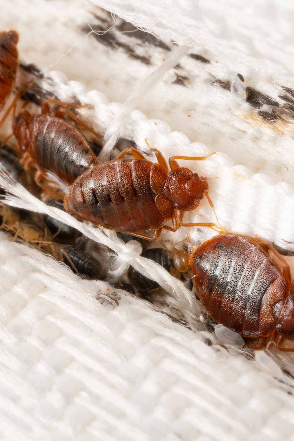 default-How-To-Check-And-Remove-Bed-Bugs-Forever - Mental Scoop