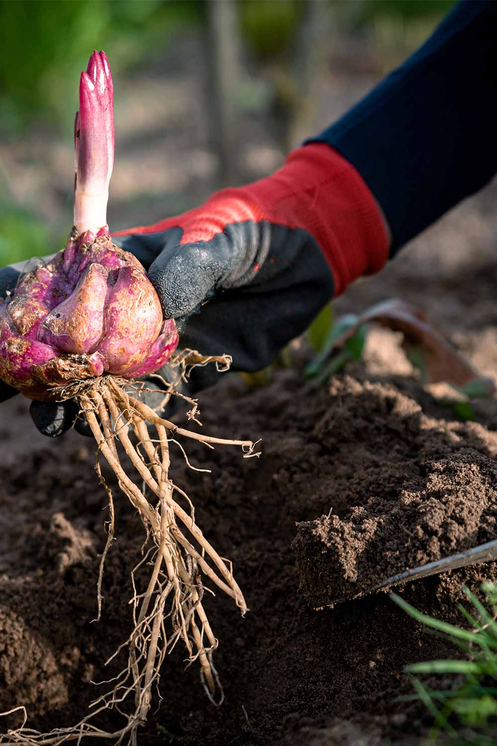 Default Planting Bulbs In Spring Here Are 12 Tips And Tricks For