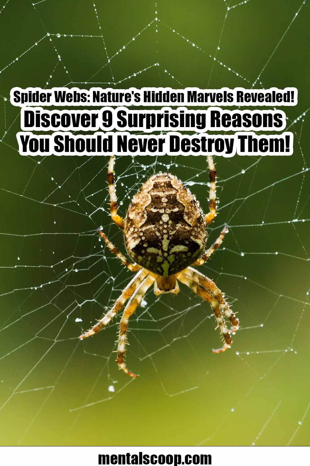 Spider Webs: Nature's Hidden Marvels Revealed! Discover 9 Surprising ...
