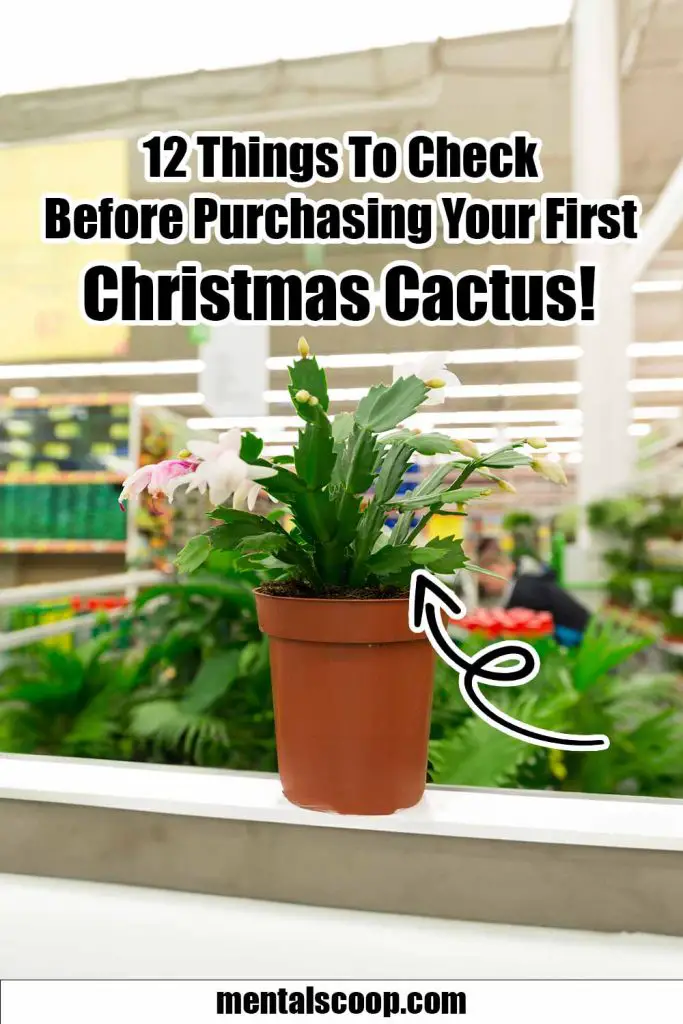 12 Things To Check Before Purchasing Your First Christmas Cactus ...
