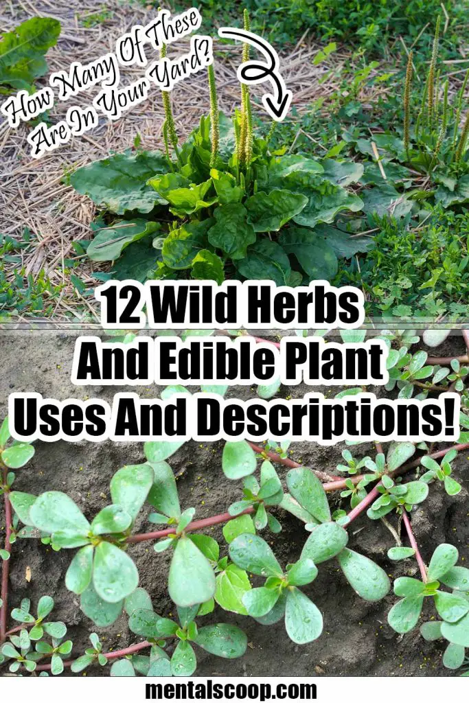 12 Wild Herbs And Edible Plant Uses And Descriptions! - Mental Scoop
