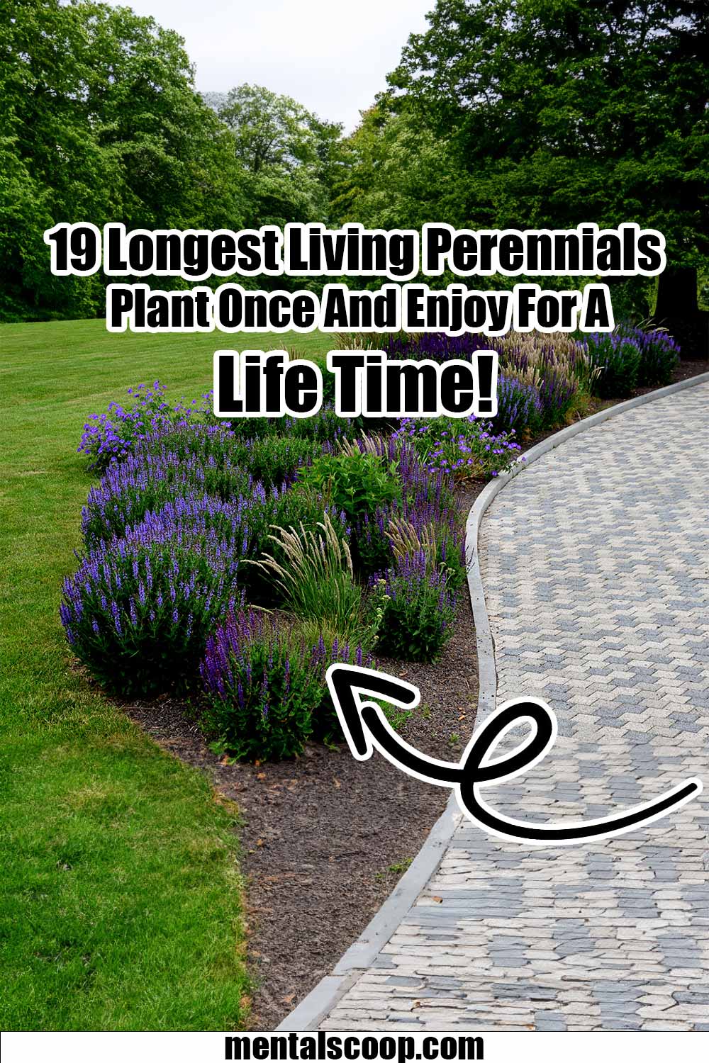 19 Longest Living Perennials - Plant Once And Enjoy For A Life Time ...