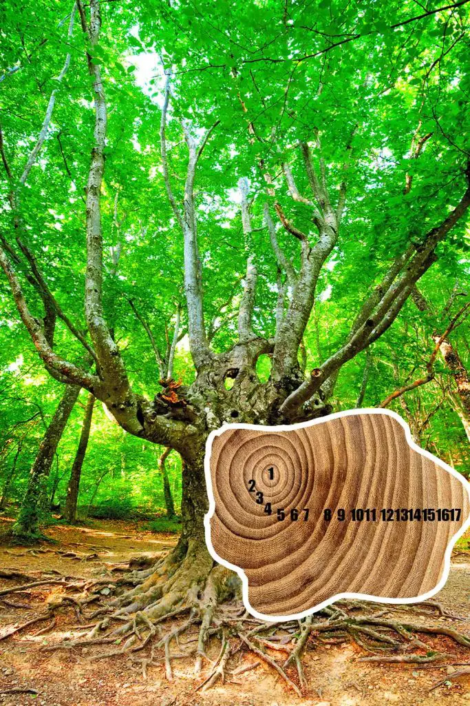 How To Estimate The Age Of A Tree! - Mental Scoop