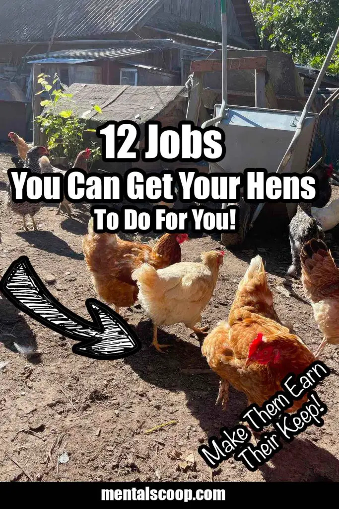 12 Jobs You Can Get Your Hens To Do For You! - Mental Scoop