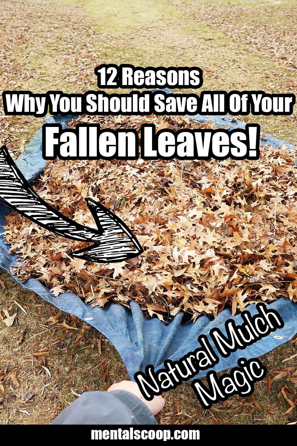 12 Reasons Why You Should Save All Of Your Fallen Leaves! - Mental Scoop